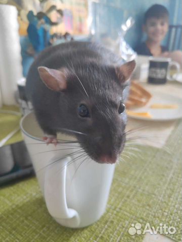 Крыса очень умная