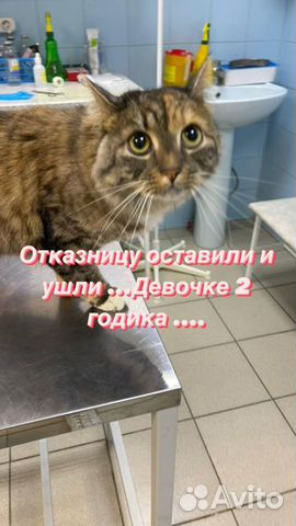 Отказница в добрые руки, предали хозяева