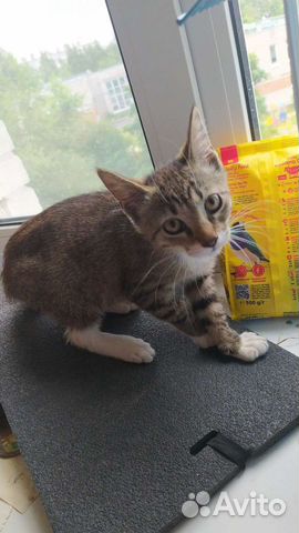 Котэ в добрые руки