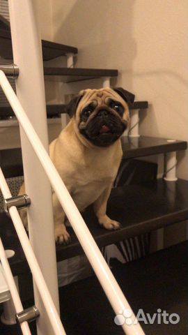 Мопс ищет невесту