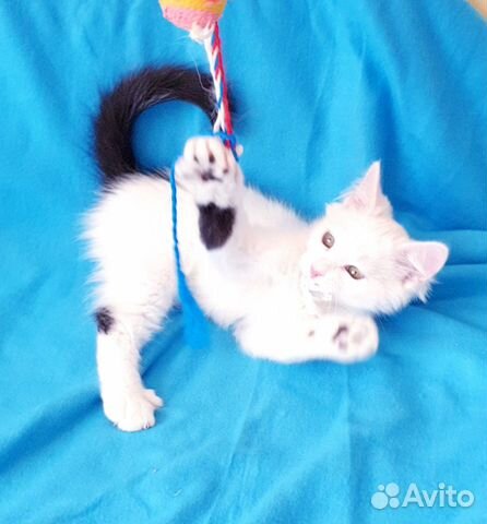 Котенок 3 мес мальчик ищет дом