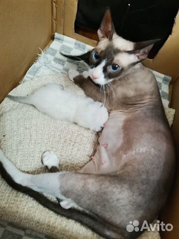 Девон рекс, кошечка