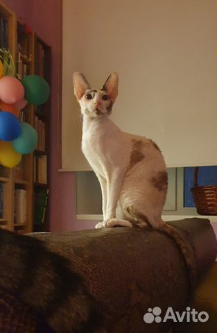 Ищу хозяина кошке породы корниш-рекс