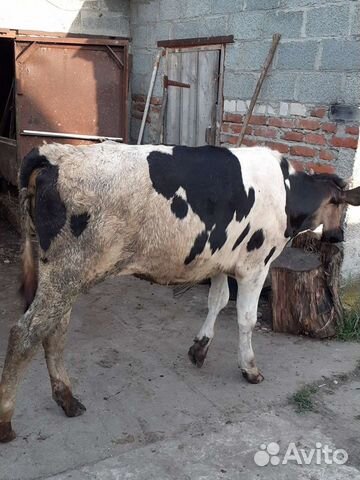 Продам 2 тёлочки