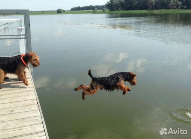 Вельштерьер