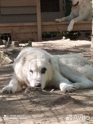 Щенки алабая.Только туркменские крови