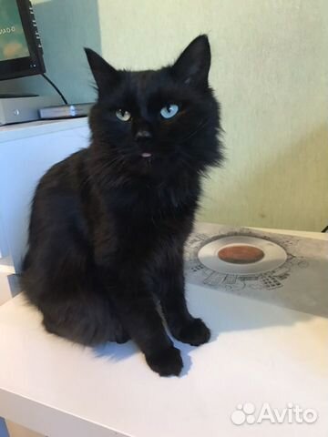Кот молодой бесплатно