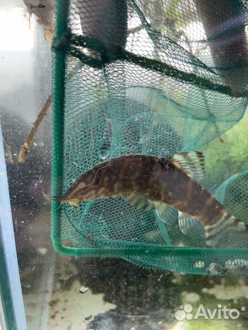 Рыбки в дар