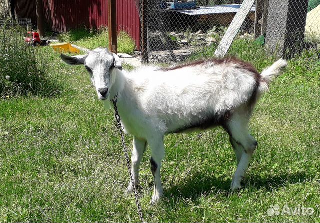 Коза дойная