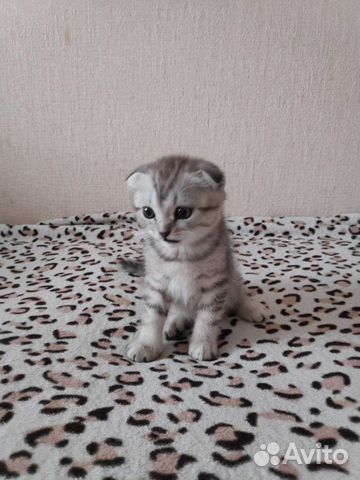 Кошечка шотландская вислоухая
