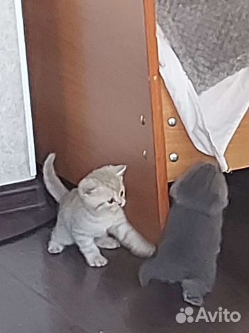 Шотландские котята