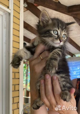 Котенок по имени Пух