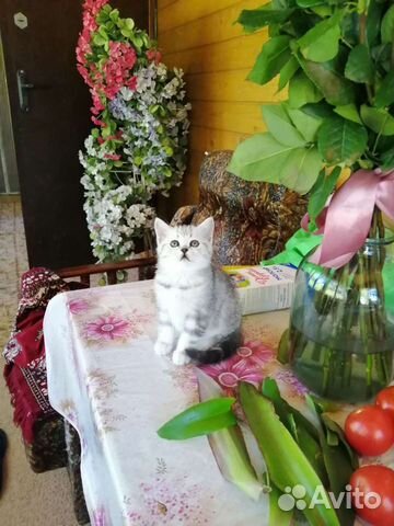 Кошка