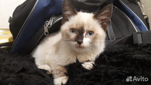 Малышка Сима