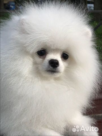 Белоснежный померанский Шпиц мини мальчик