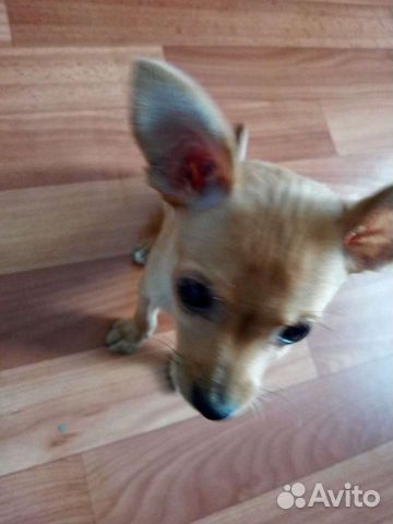 Той- терьер