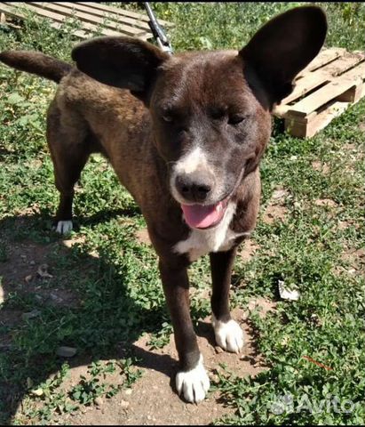 Посмотри на меня, я ищу хозяина