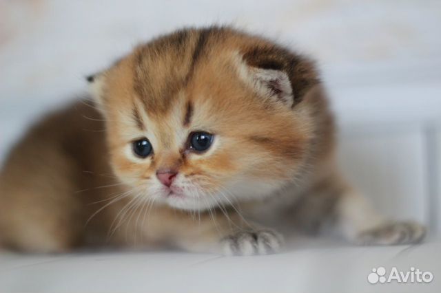 Британская золотая шиншилла, девочка