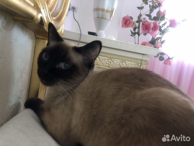 Очень добрая и ласковая кошечка