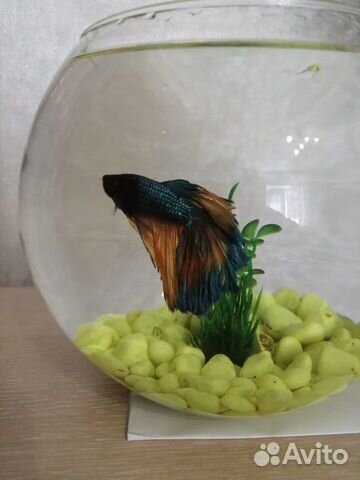 Аквариум, рыбка петушок, сачок и корм