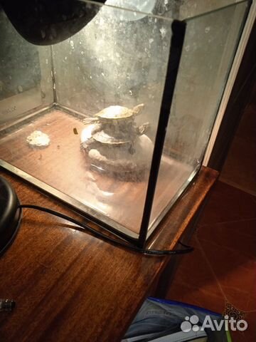 Черепашки красноухие