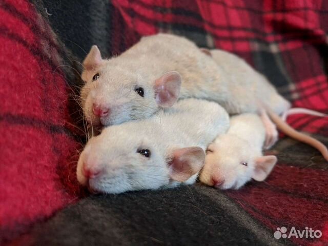 Крысята дамбо мальчишки