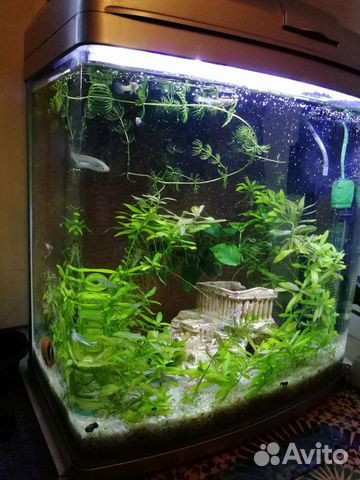 Аквариум 30 л с подсветкой и панорамным стеклом