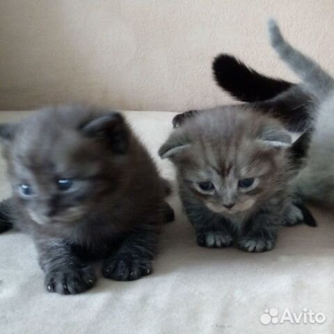 Отдам двух котят за чистосимволическую сумму