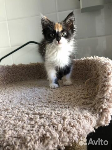 Котенок ребенок