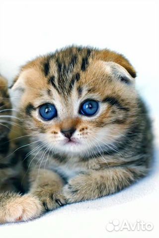 Котенок вислоухая девочка