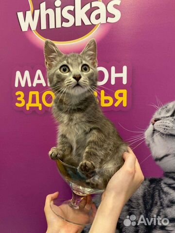 Котёнок Степан