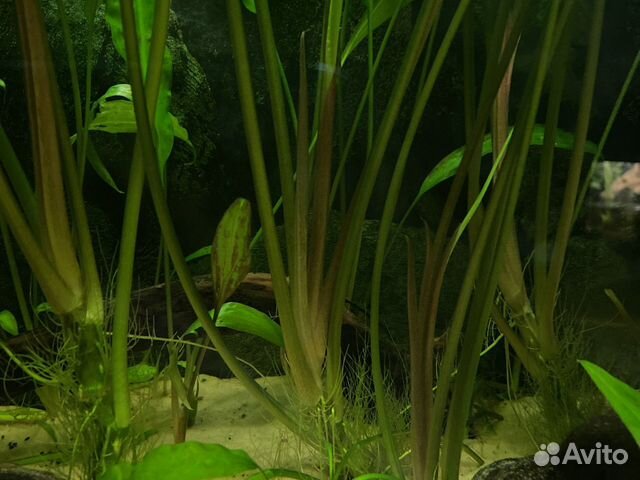 Кринум волнистый