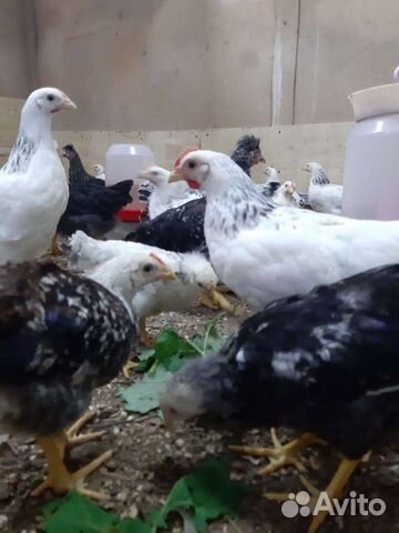 Куры несушки цыплята