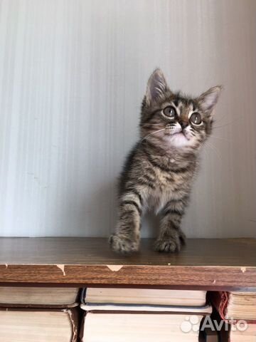 Котенок в дар