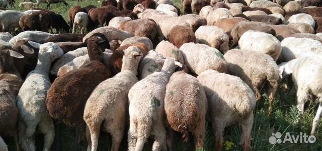 Овцы валуха