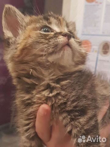 Кошечка Машенька