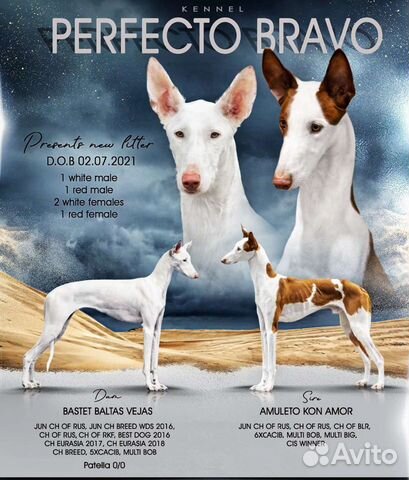Щенки поденко ибиценко, испанская борзая