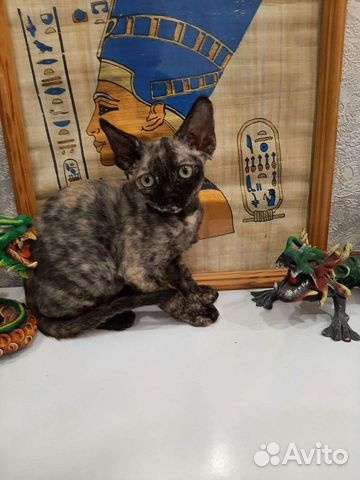 Девон-рекс малышка