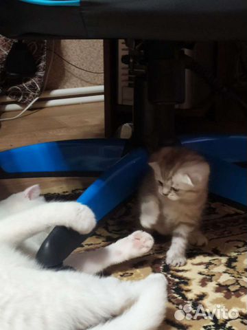 Британская вислоухая кошка