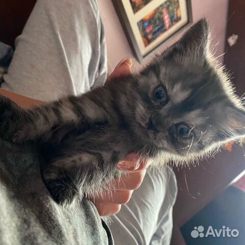 Британские котята