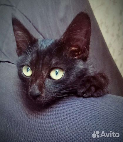 Шоколадный котёнок) мальчик