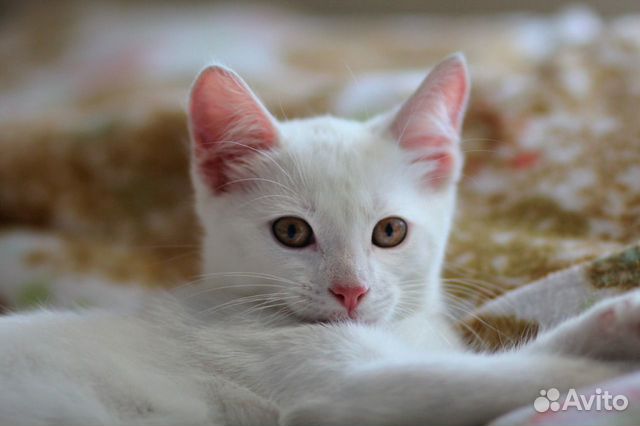 Ищет дом Котенок Беляш