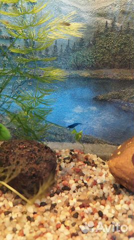 Аквариумные креветки Blu Dream