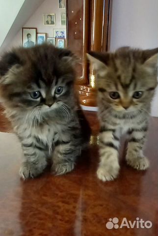 Кошка шотландская