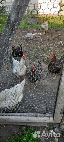 Курицы несушки и петух