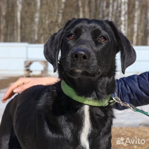 Чудо-собака ищет дом, в добрые руки