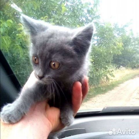 Маленькая кнопка в добрые руки