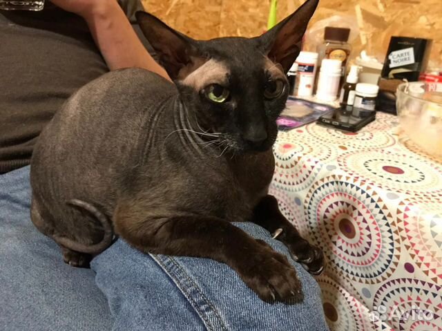 Кошка Сфинкс Алиса, 5 лет