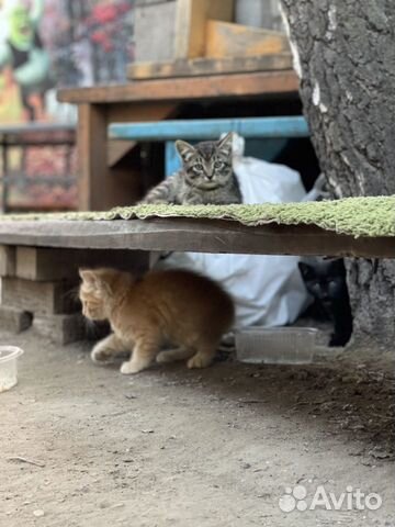 Пристрою котят
