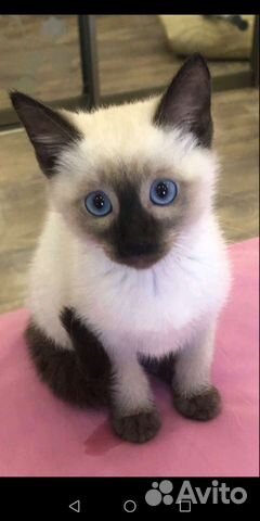 Тайские котята